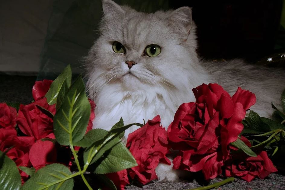 Cuánto vive un Gato Persa | Tips y Consejos - GatoPersa.online
