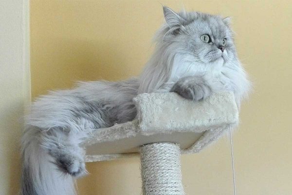 Precio de los gatos persas | ¿Cuánto cuesta? - GatoPersa.online